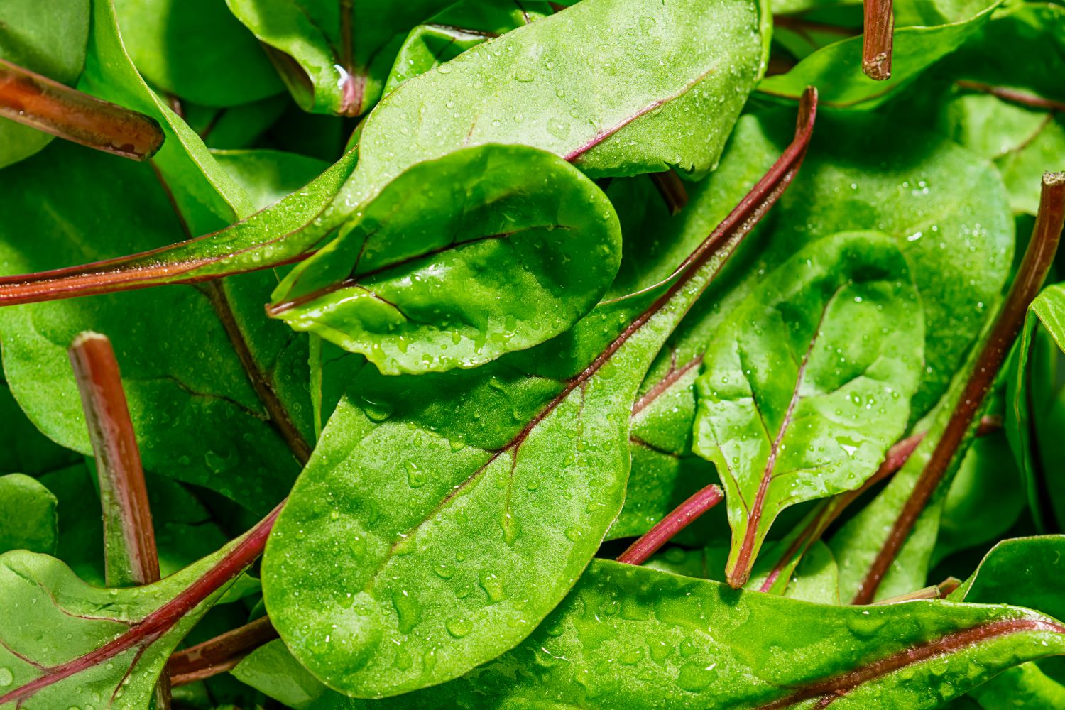 Mangold: Steckbrief, Pflege & Vermehrung - Plantura