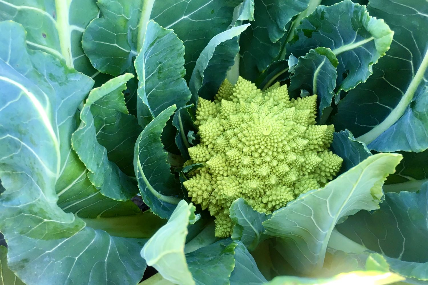 Romanesco: Eine Mischung aus Blumenkohl & Brokkoli?