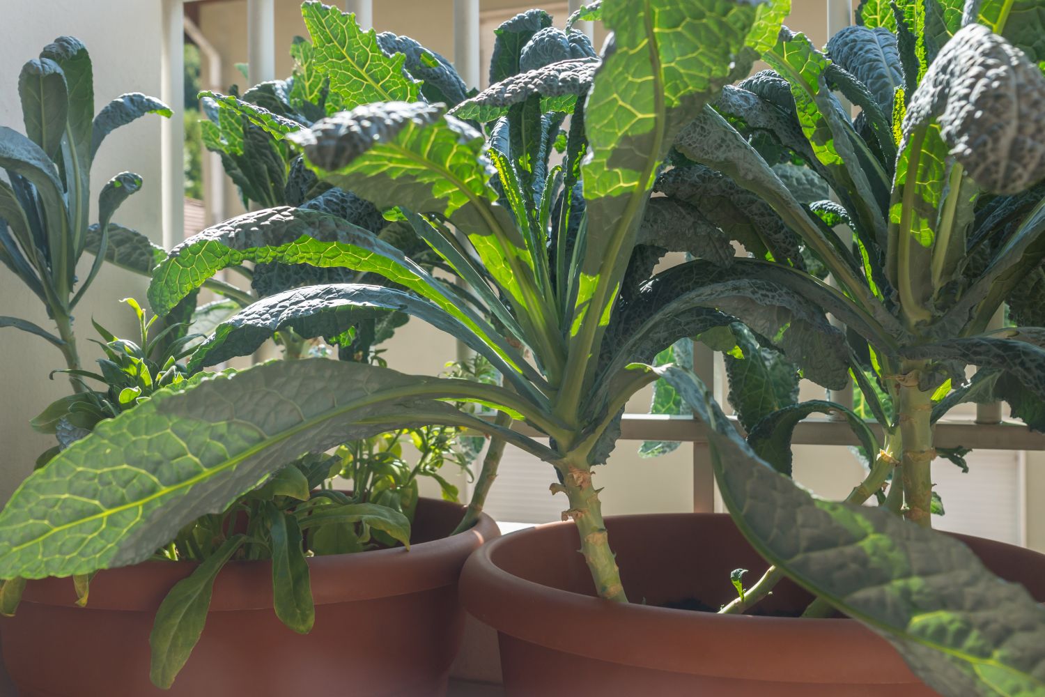 Schwarzkohl: Profi-Tipps zu Anbau & Ernte - Plantura