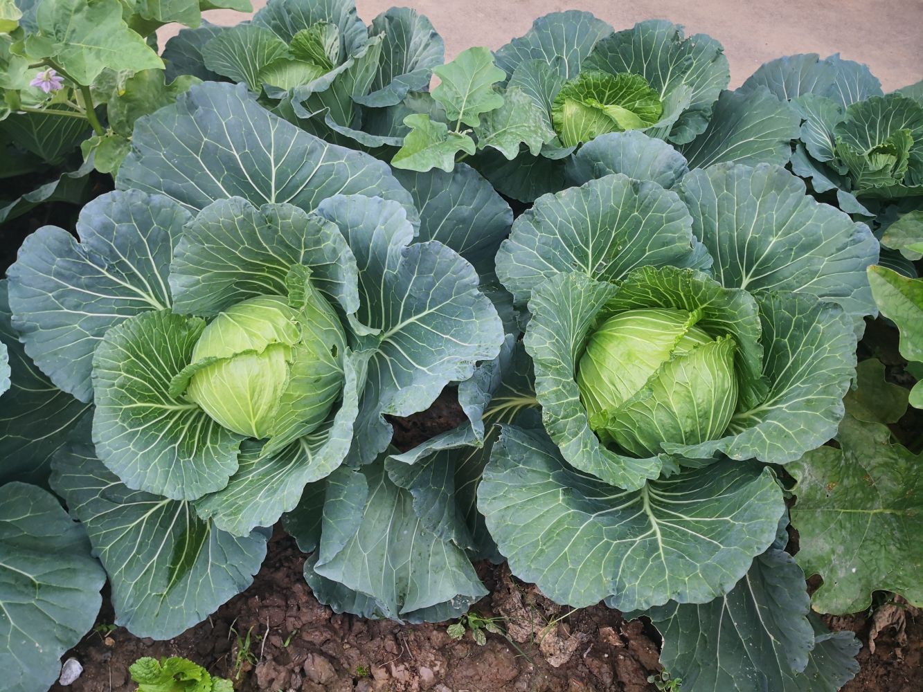Weißkohl: Tipps rund um das Gemüse - Plantura