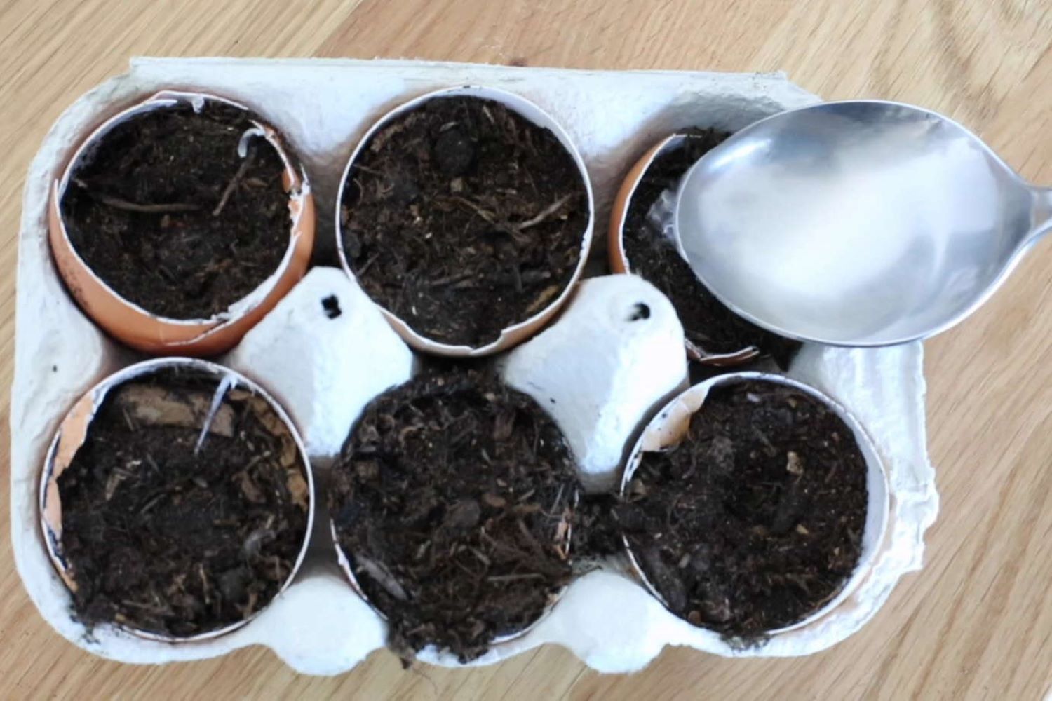 Aussaat mit Eierschalen leicht gemacht - Plantura