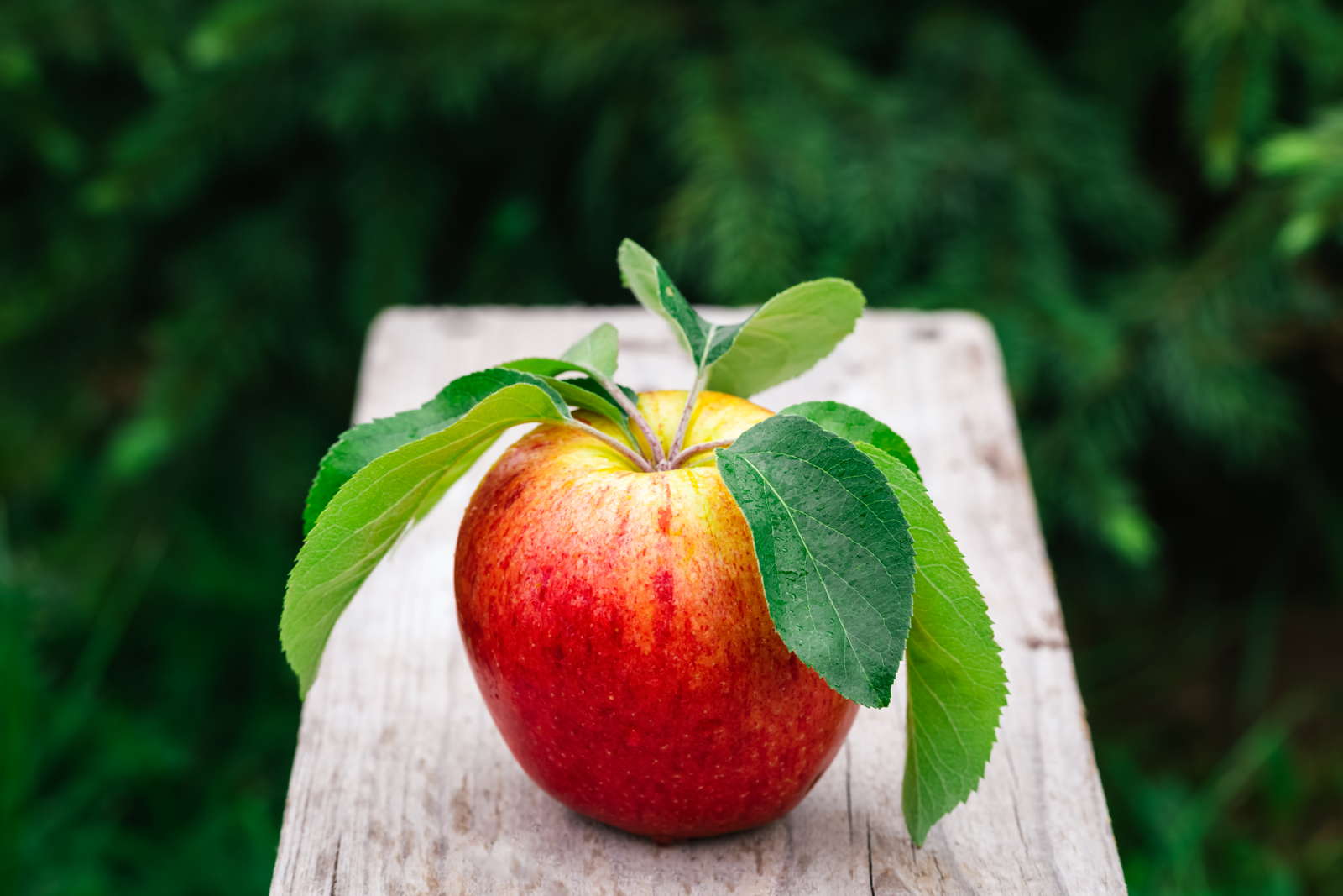 Apfelsorten: 50 süße, saure & frühe Apfelsorten - Plantura