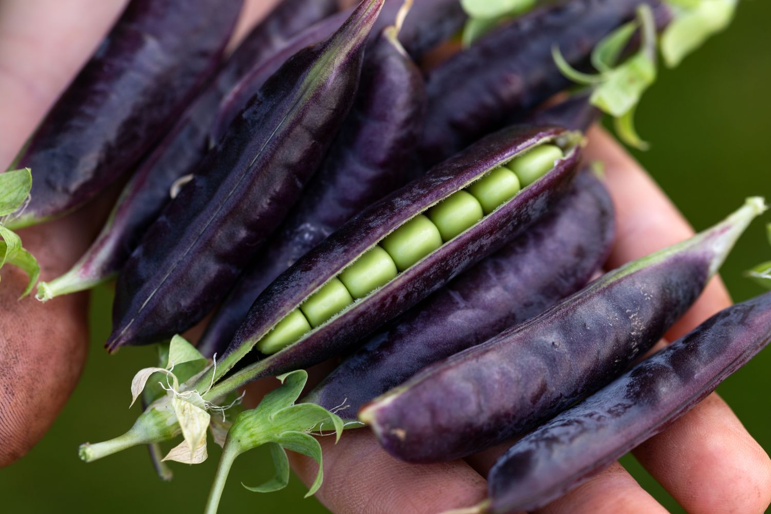 Erbsensorten & -arten im Überblick - Plantura