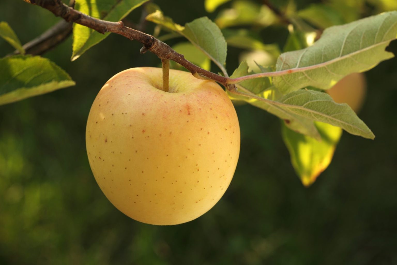Apfelsorte Golden Delicious: Anbau & Ernte - Plantura