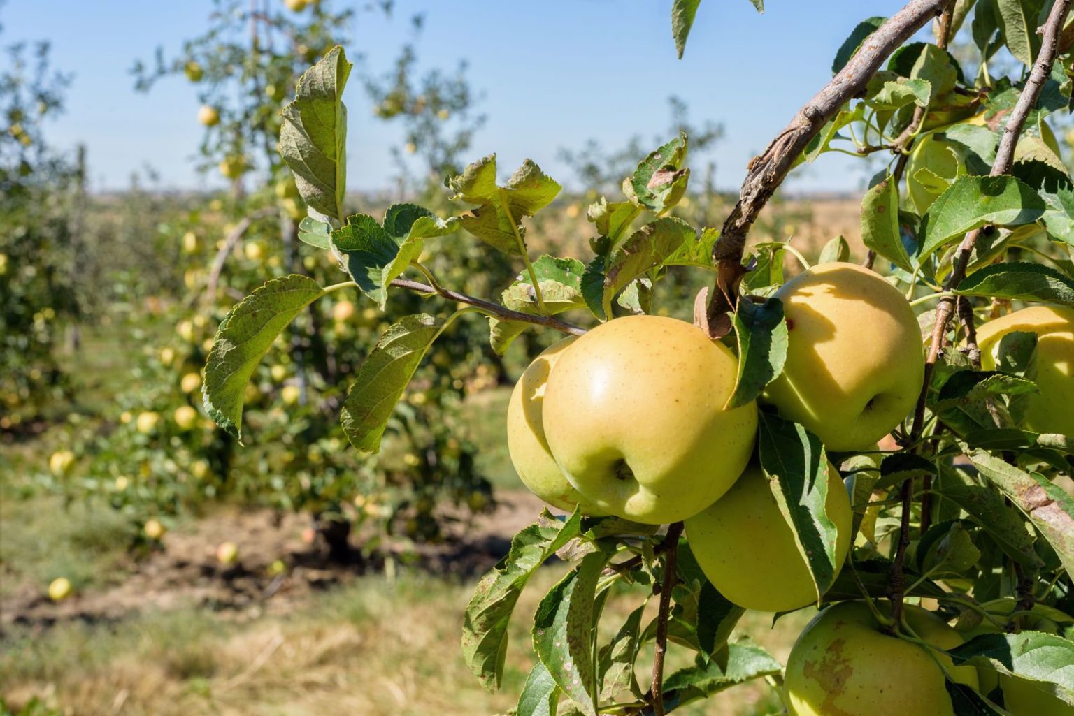 Golden Delicious Baum