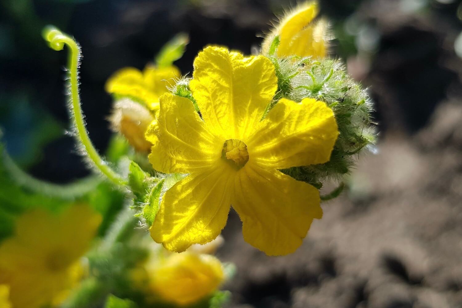 Gurken anpflanzen: Anbauen, pflegen und lagern - Plantura