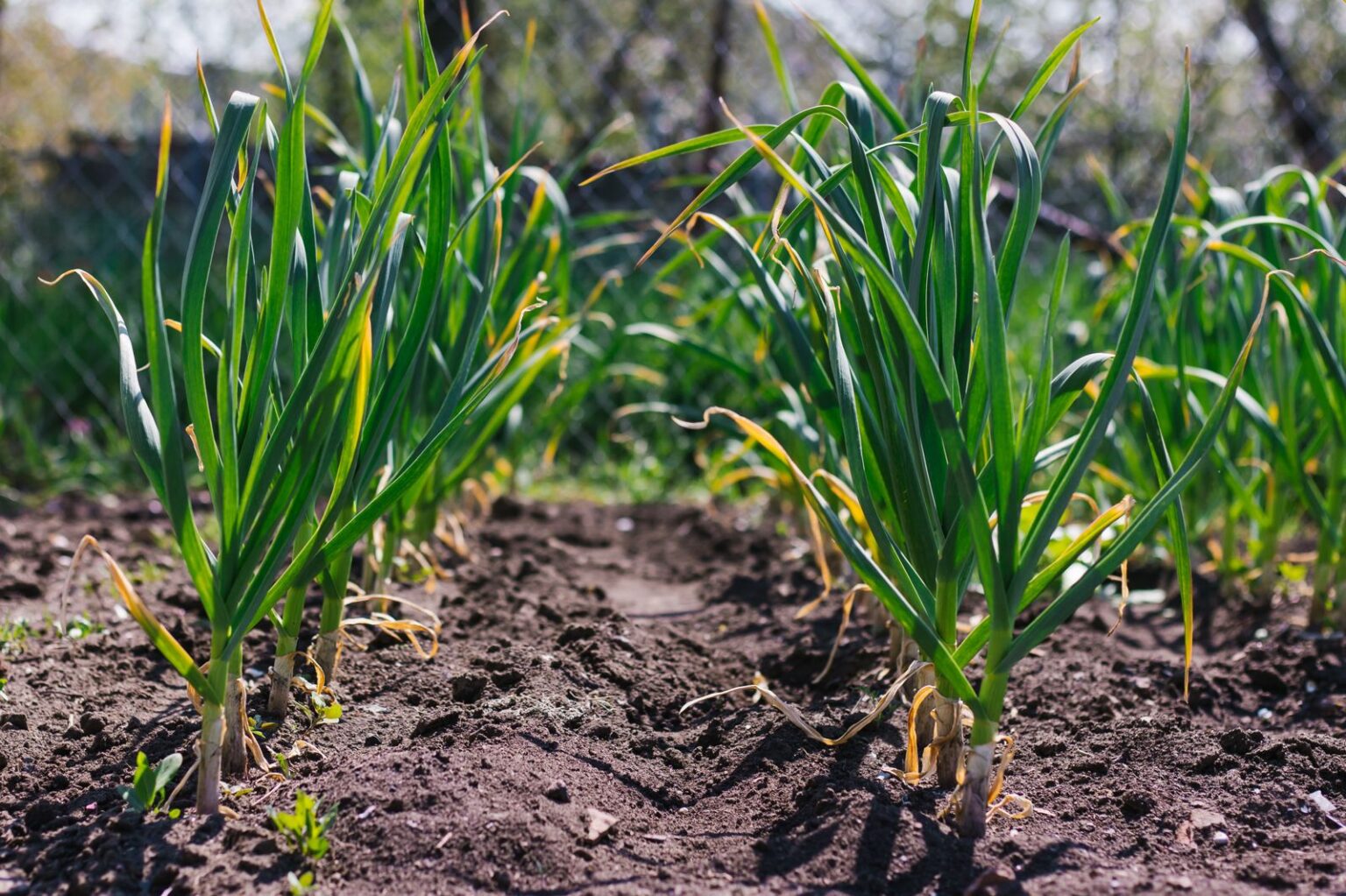 Knoblauch pflanzen: Tipps zum Setzen & Anbauen - Plantura