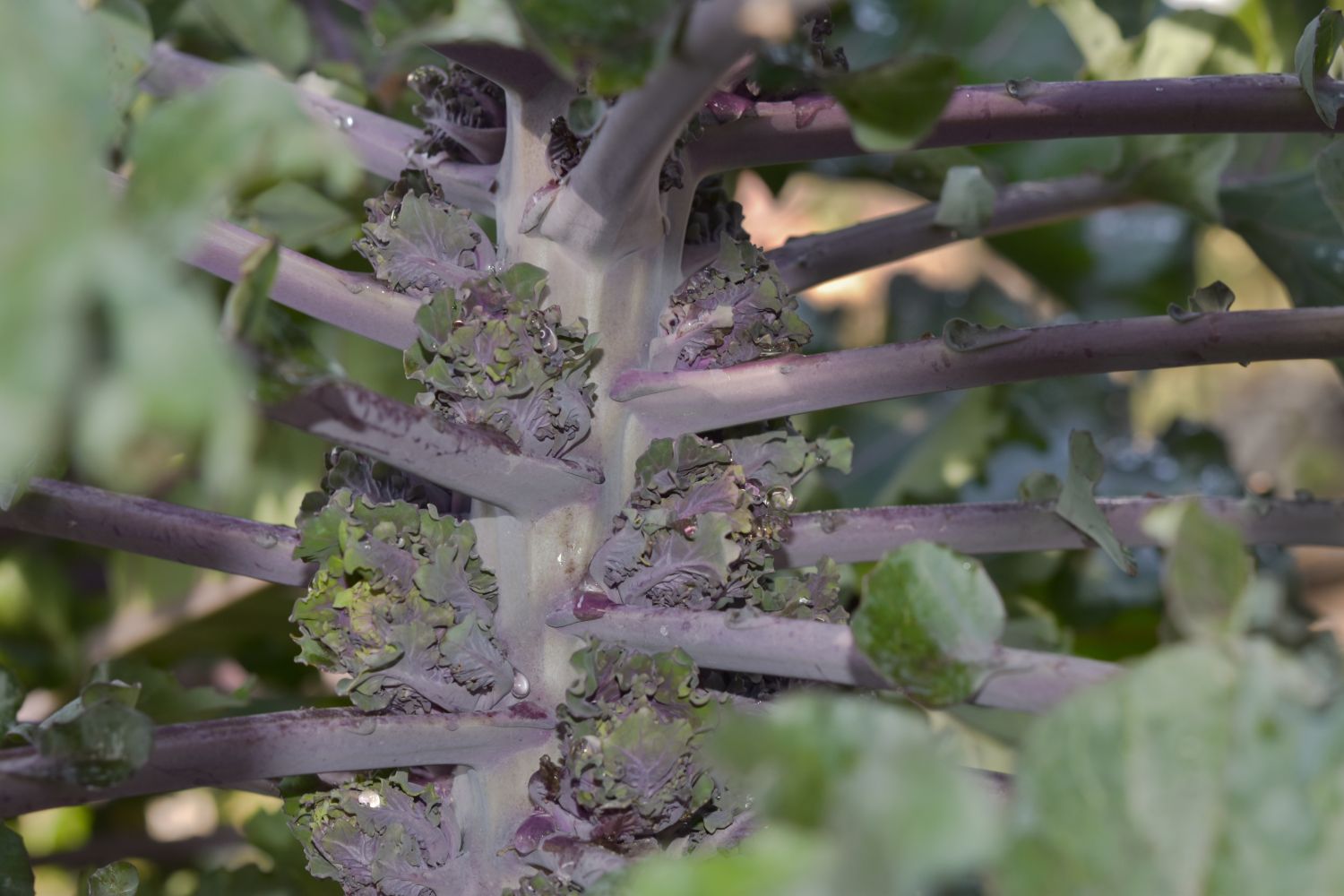 Kohlarten: So facettenreich kann Kohl sein - Plantura