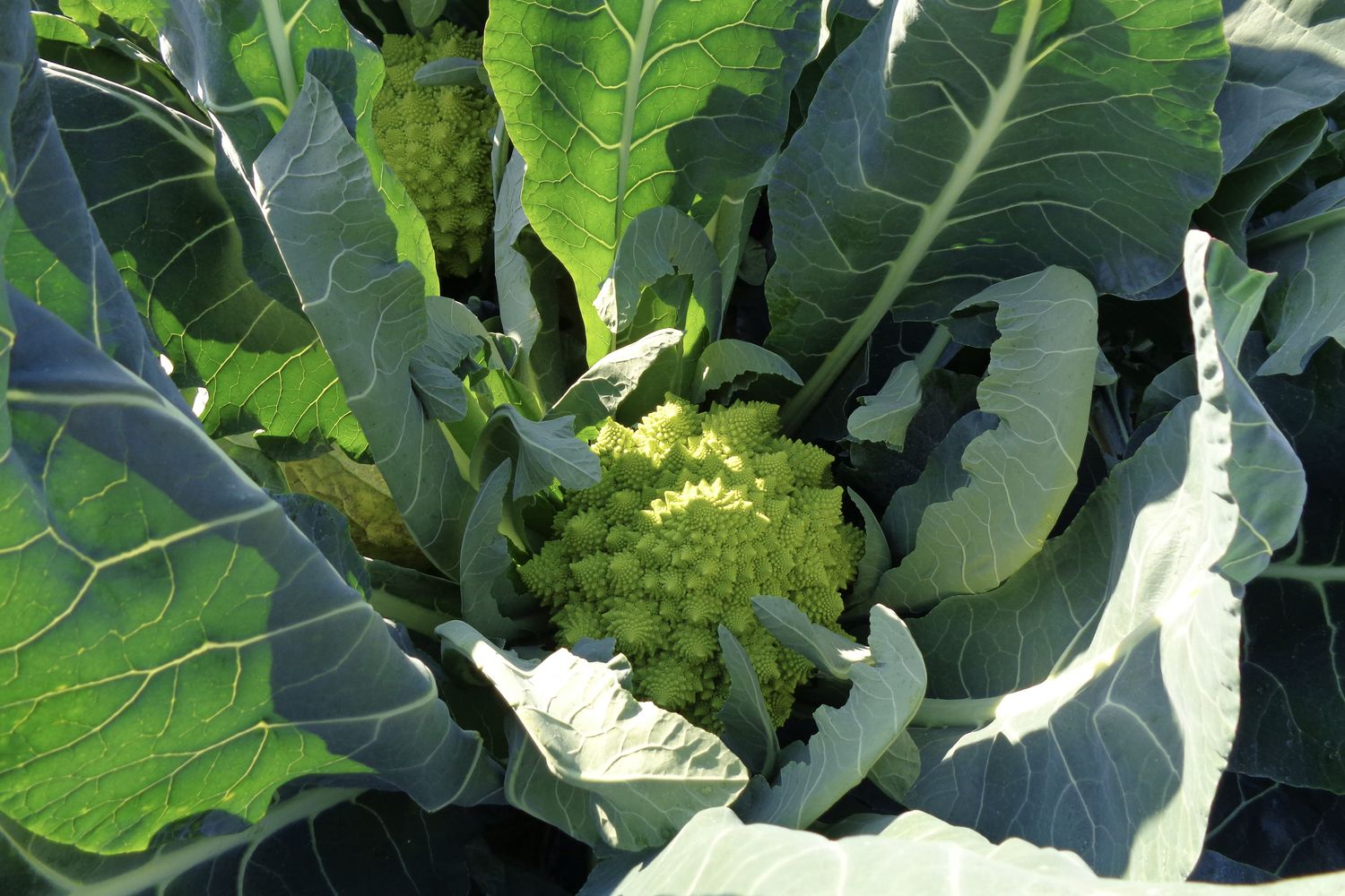 Romanesco anbauen: Aussaat, Pflege und Erntezeit - Plantura