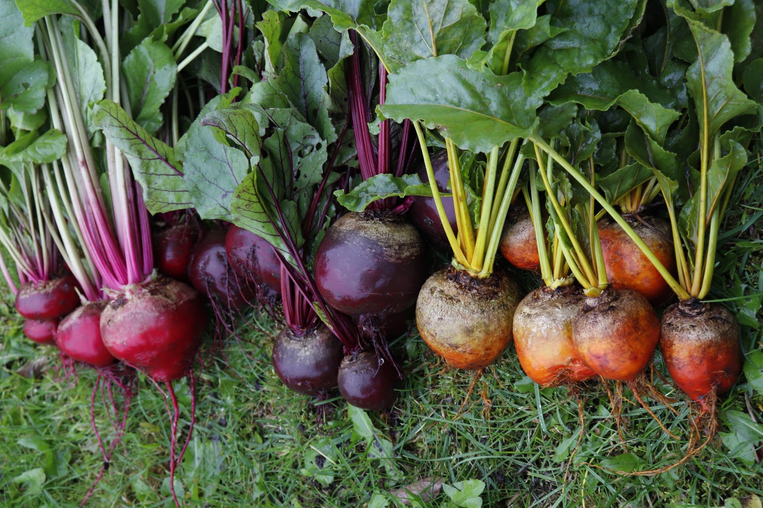 Rote Beete: Herkunft, Blüte, Sorten & Anbau - Plantura