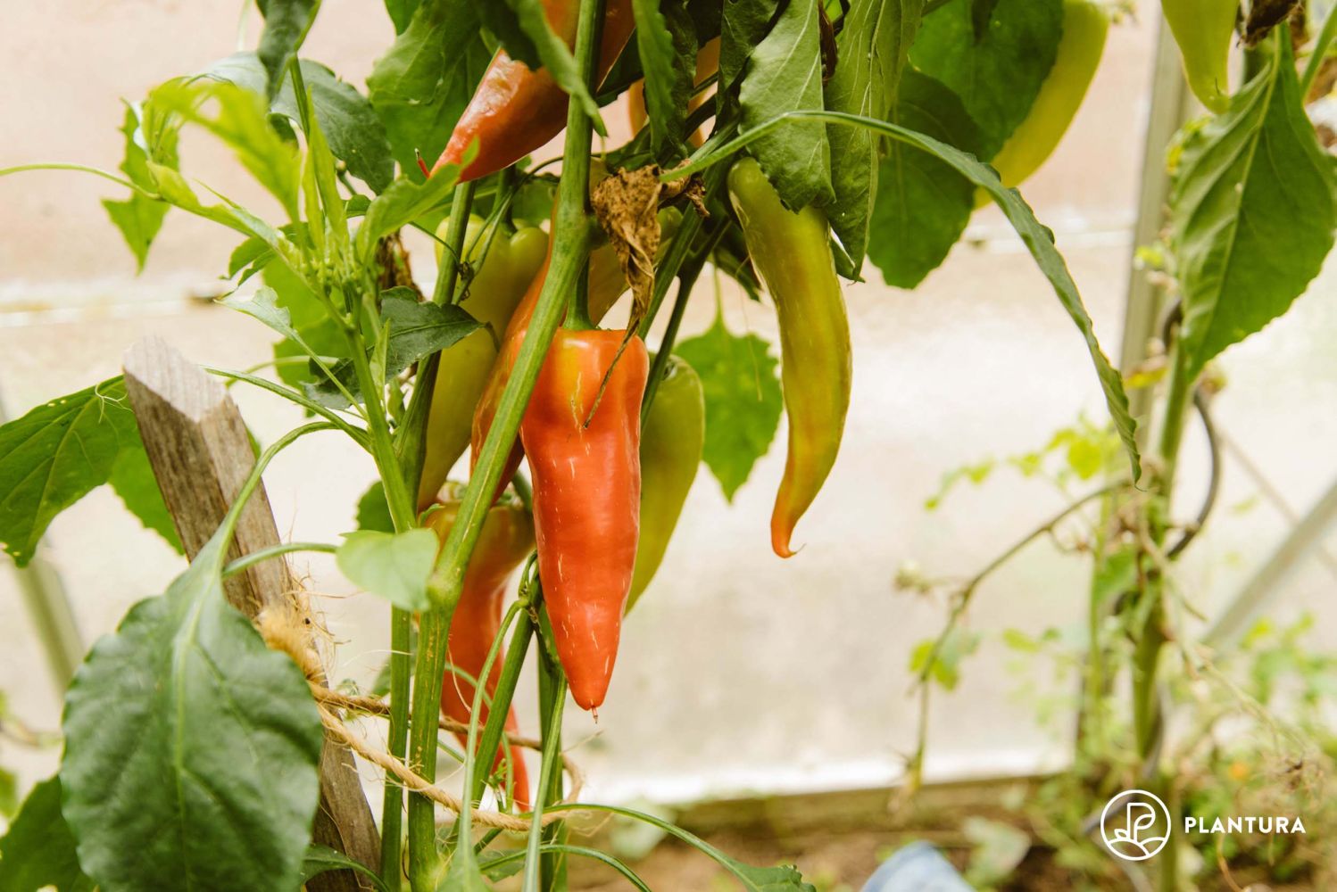 Paprikasorten: Neue, alte & robuste Sorten - Plantura