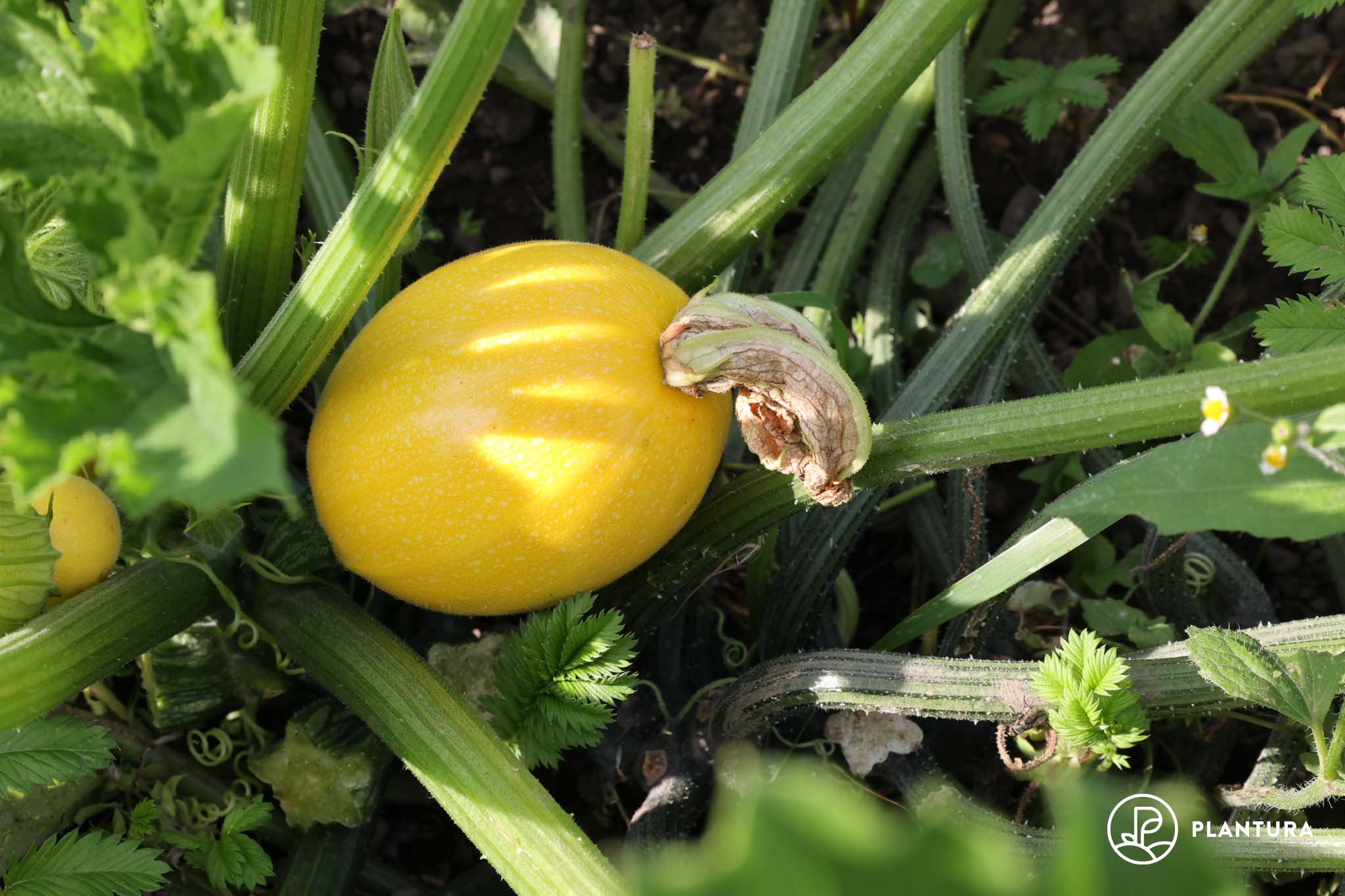 Zucchinisorten: Weiße, gelbe & runde im Überblick - Plantura