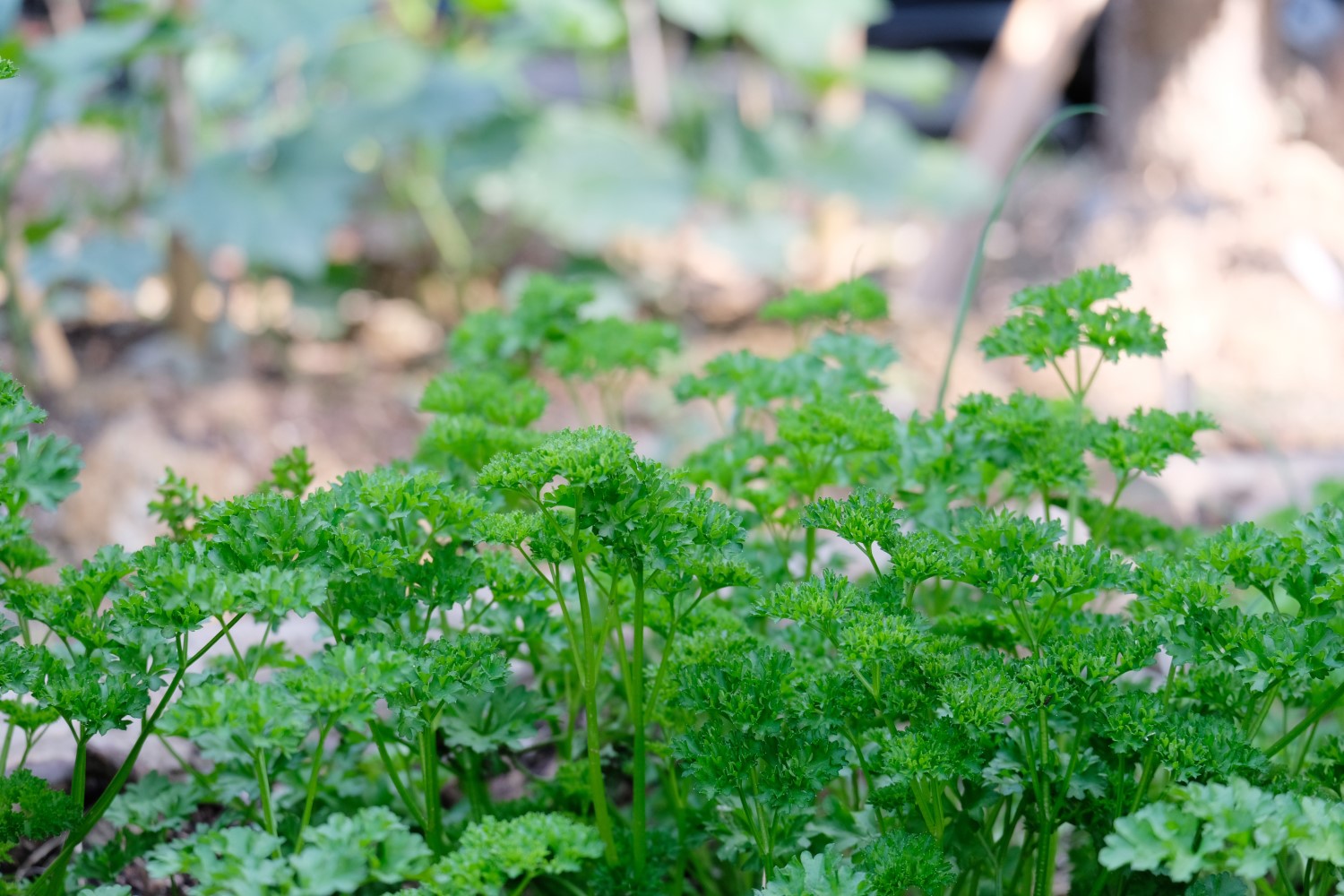 Petersilie anpflanzen: Standort, Aussaat & Ernte - Plantura