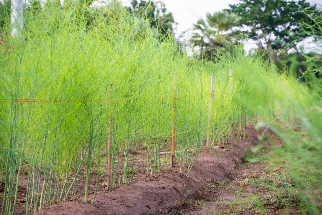 Spargel pflanzen: Tipps zum Spargel-Anbau - Plantura Spargel pflanzen: Tipps zum Spargel-Anbau - Plantura