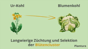 Die Entstehung moderner Kohlsorten aus dem Urkohl - Plantura