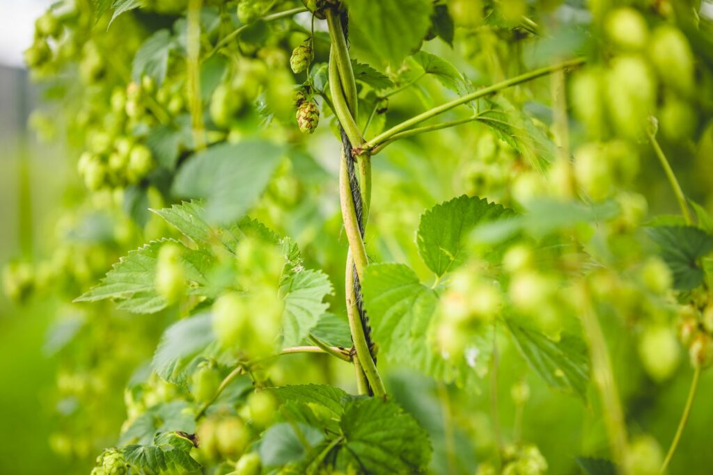 Hopfen pflanzen: Im Garten & im Topf - Plantura