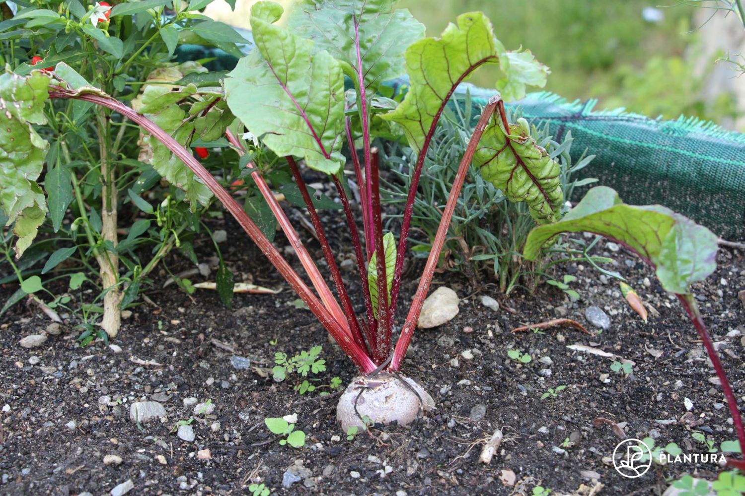Rote Beete anbauen: Tipps vom Experten - Plantura
