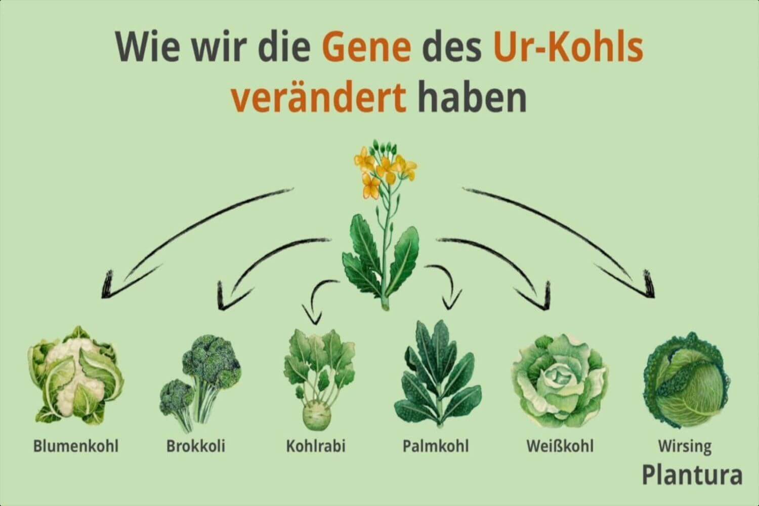 Die Entstehung moderner Kohlsorten aus dem Urkohl - Plantura