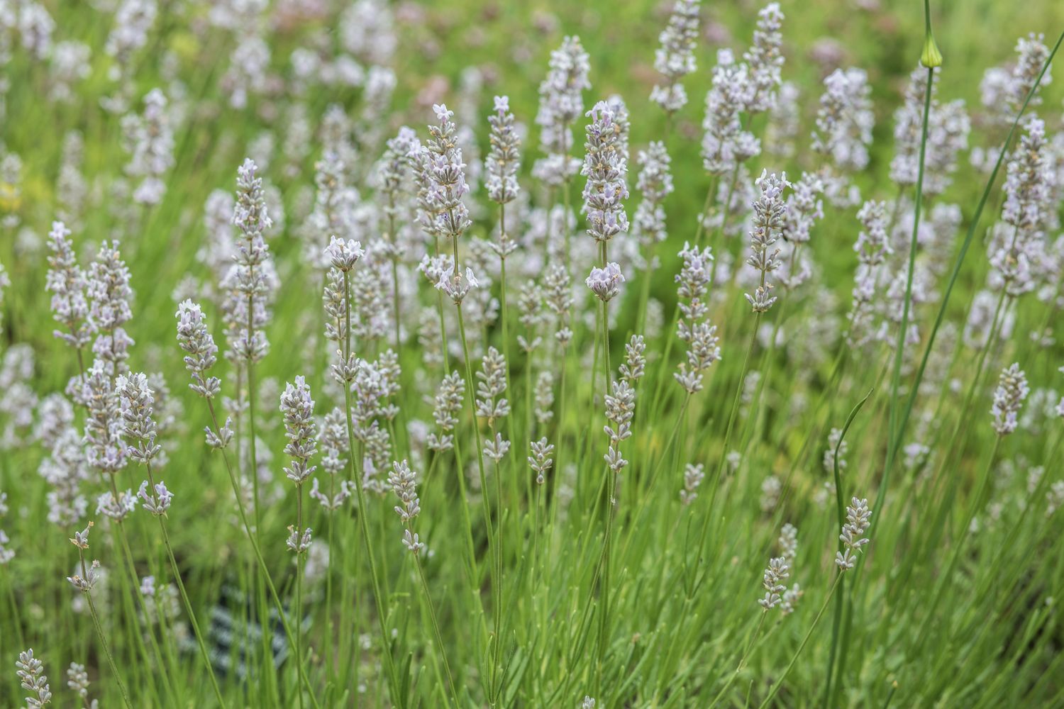 Echter Lavendel: Die 25 besten Lavendelsorten - Plantura