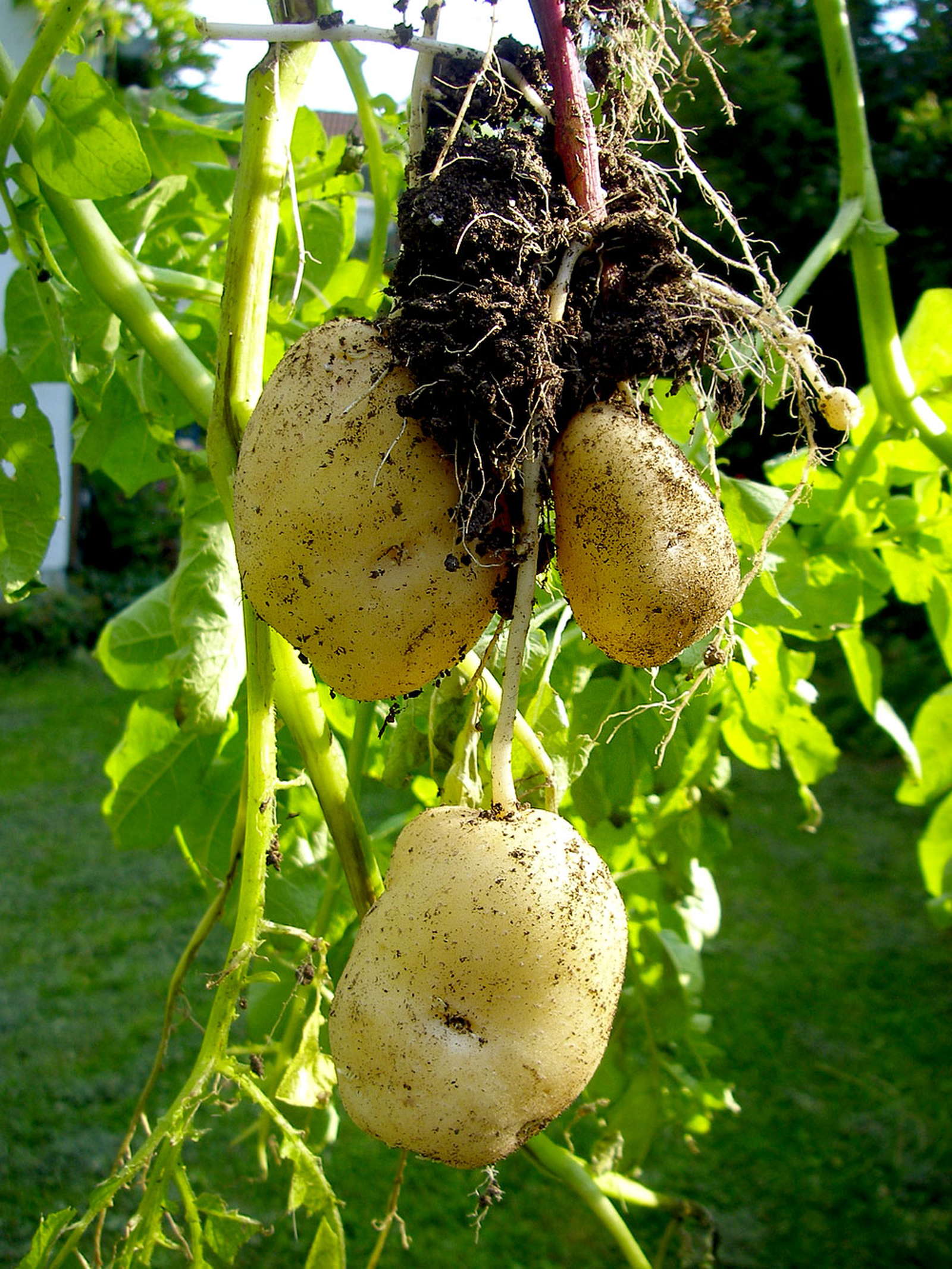 Kartoffelsorten: Die besten 50 Sorten im Überblick - Plantura Kartoffelsorten: Die besten 50 Sorten im Überblick - Plantura