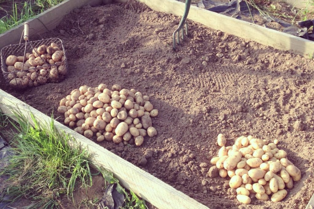 Kartoffelsorten: Die besten 50 Sorten im Überblick - Plantura Kartoffelsorten: Die besten 50 Sorten im Überblick - Plantura