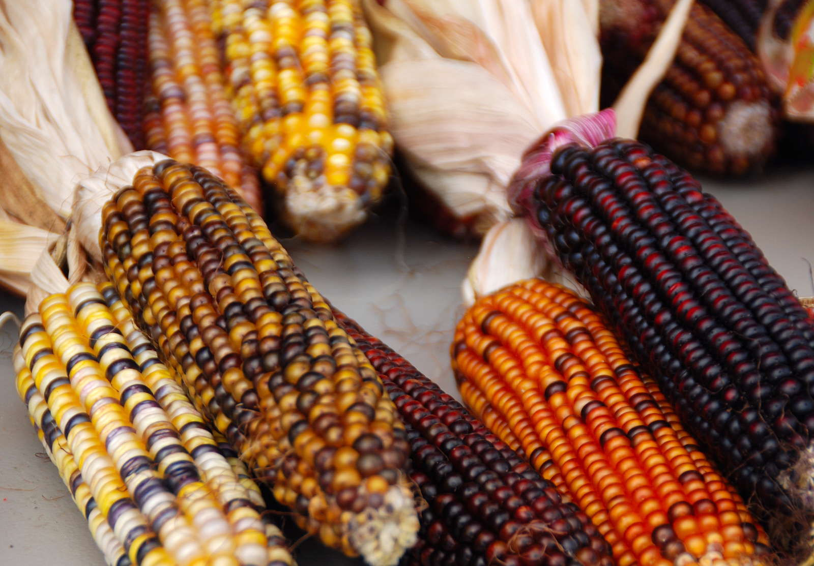 Ur-Gemüse und Ur-Obst im Wandel der Zeit - Plantura