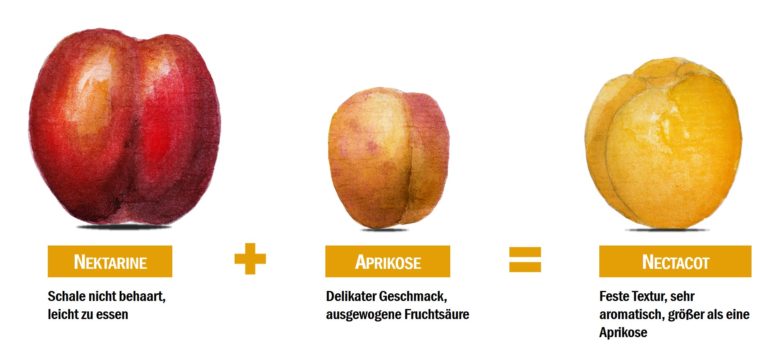 Pluot: Was ist das? - Plantura