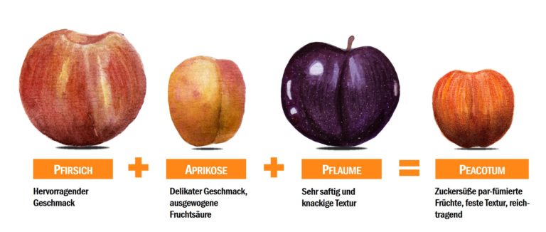 Pluot: Was ist das? - Plantura