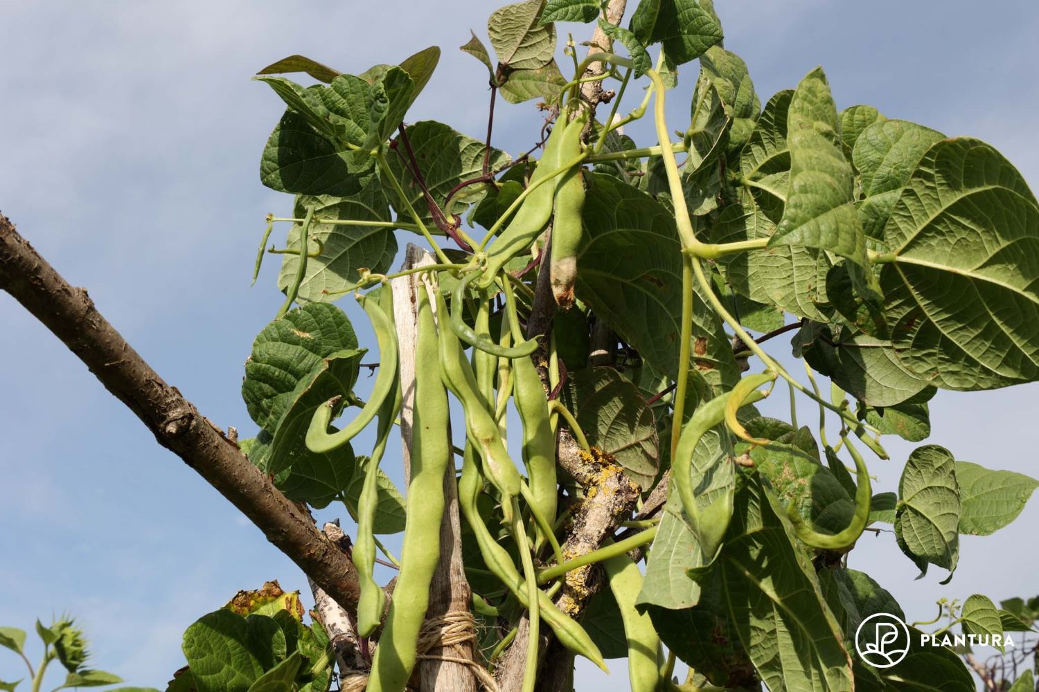 Gartenbohne: Steckbrief, Sorten & Ernte - Plantura