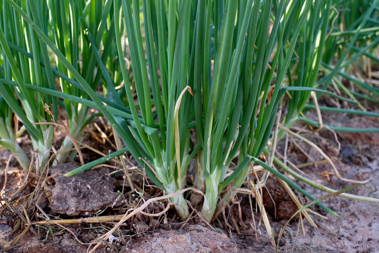 Schalotte: Die kleine Schwester der Küchenzwiebel - Plantura