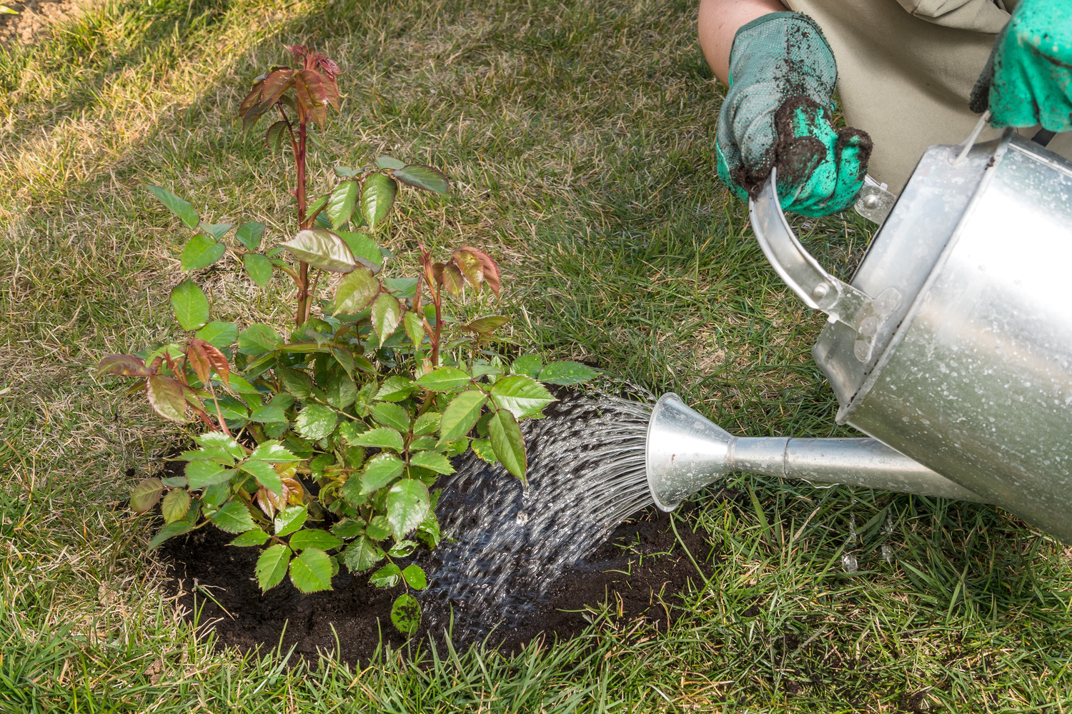 Rosenrost: Erkennen, vorbeugen & bekämpfen - Plantura