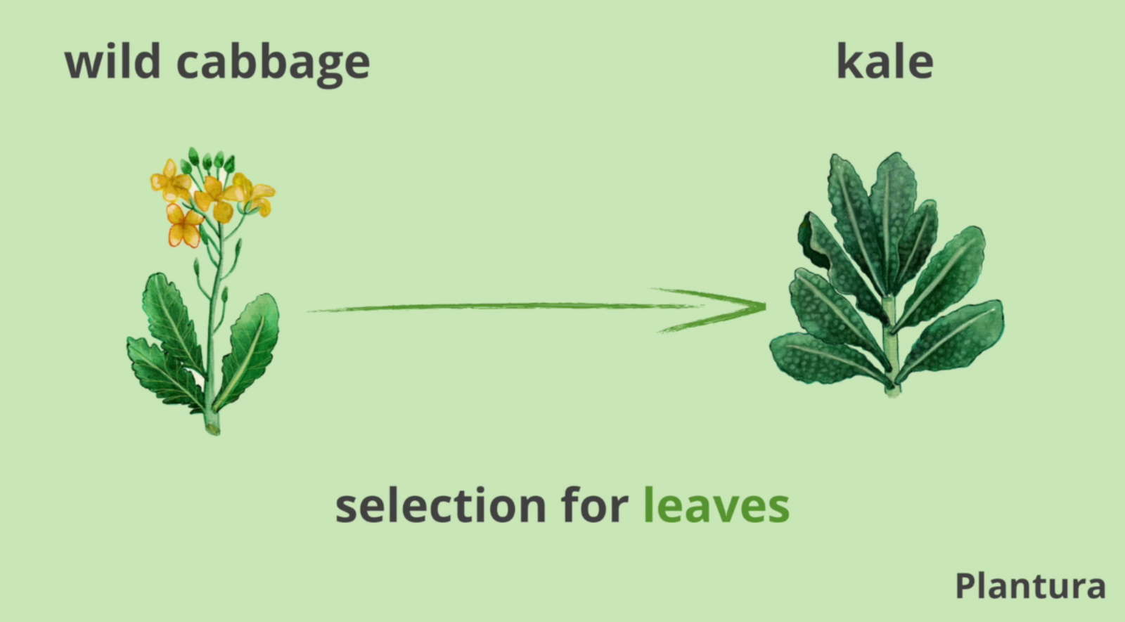 How we modified the genetics of wild cabbage - Plantura