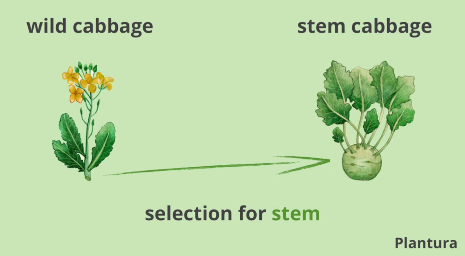 How we modified the genetics of wild cabbage - Plantura