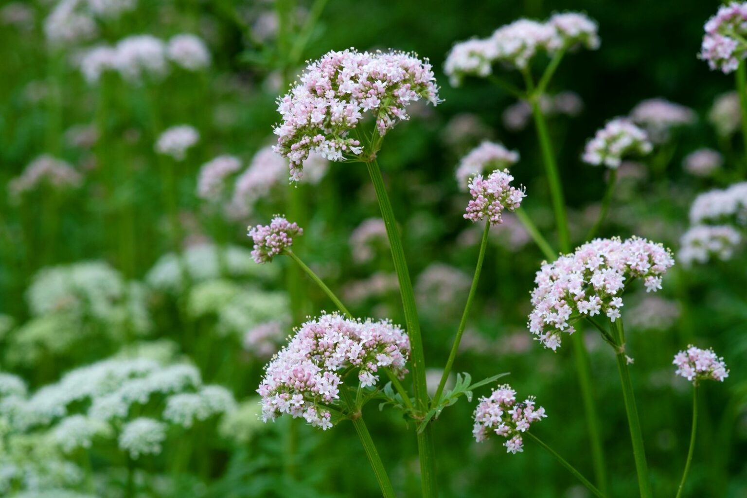 Baldrian im Garten anbauen - Plantura