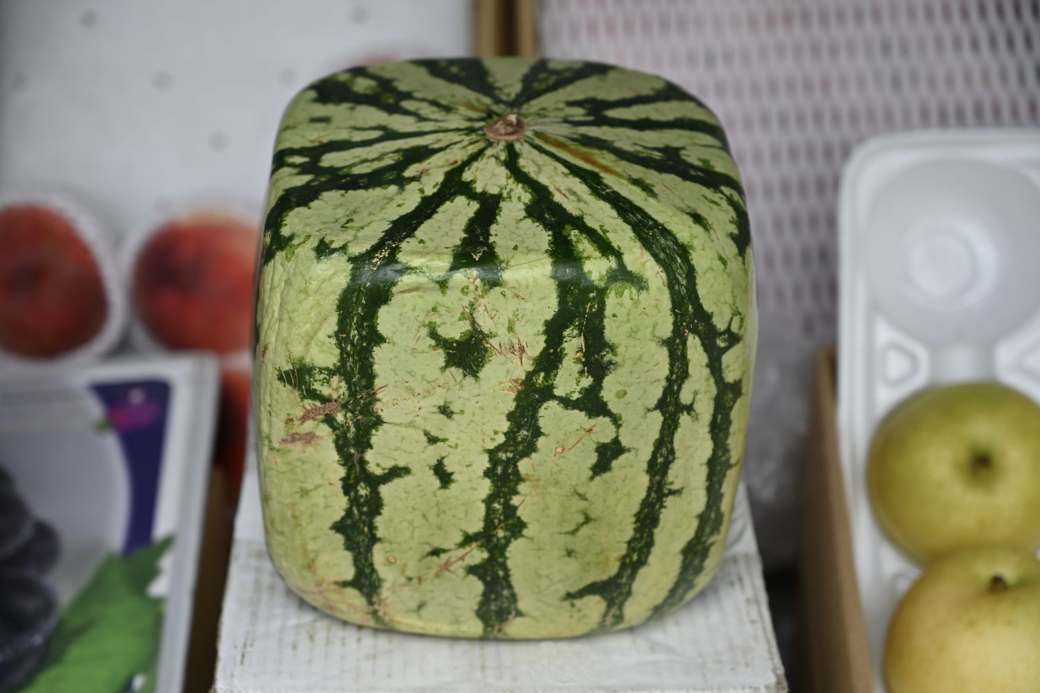 Quadratische Wassermelone Kuriosität Japans Plantura