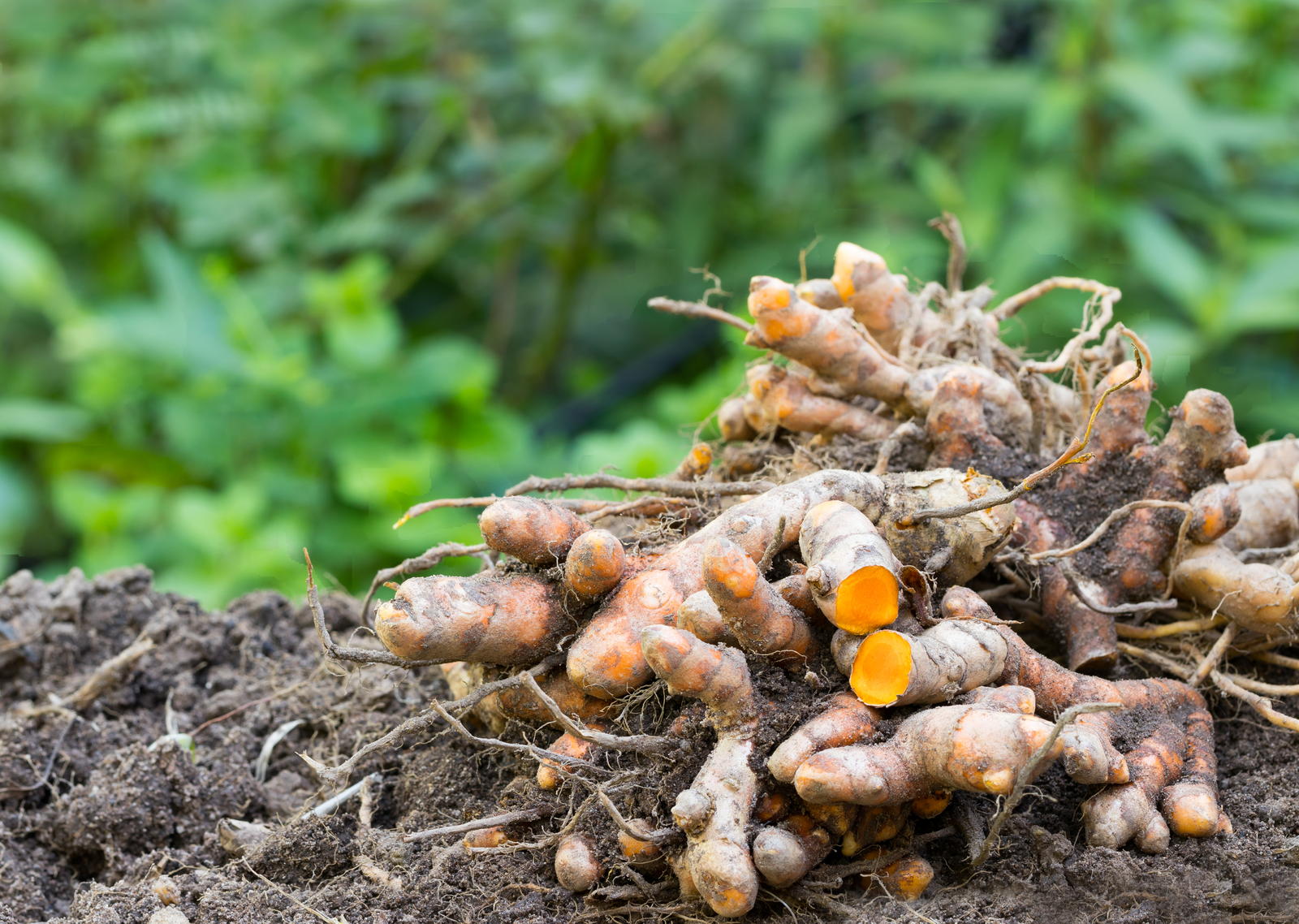 Kurkuma: Profi-Tipps zum Anbau der Gelbwurz - Plantura Kurkuma: Profi-Tipps zum Anbau der Gelbwurz - Plantura