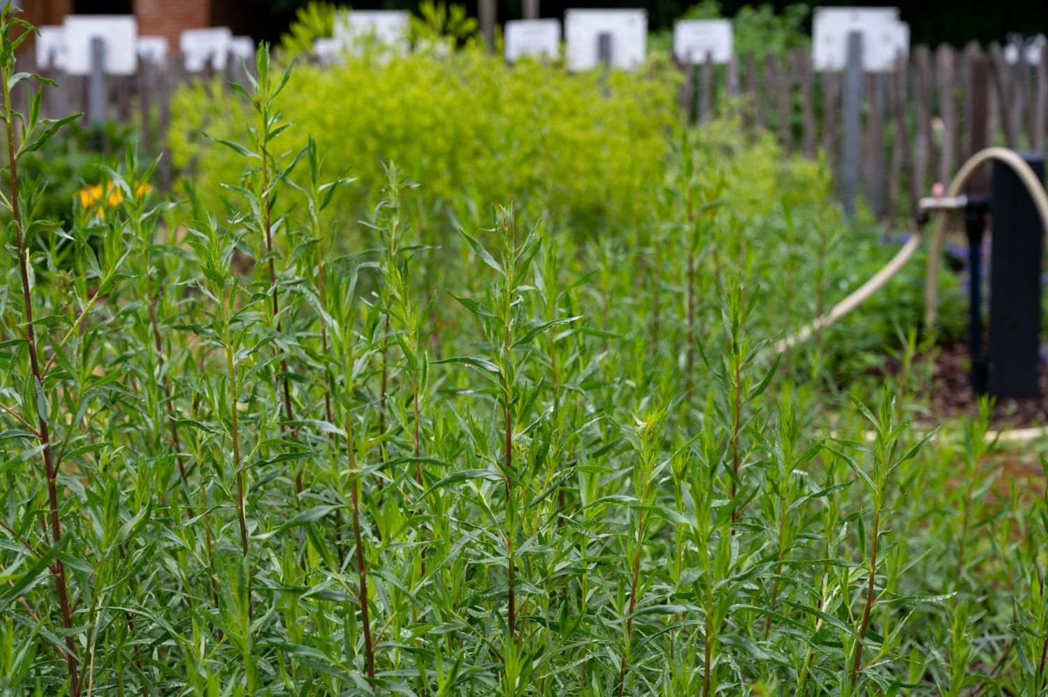 Die besten Estragon-Sorten für den Garten - Plantura