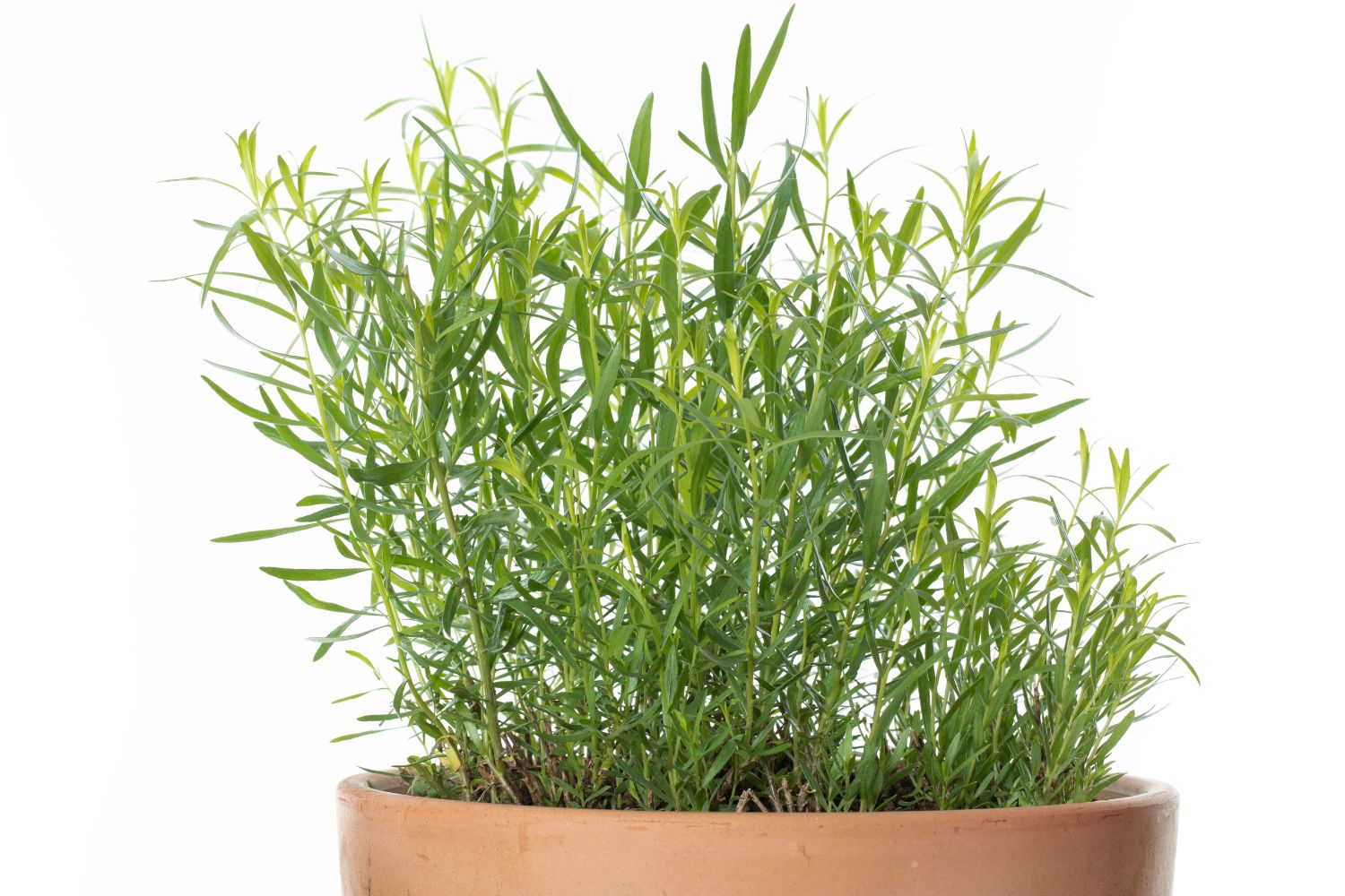 Estragon pflanzen: Standort, Aussaat & Co - Plantura