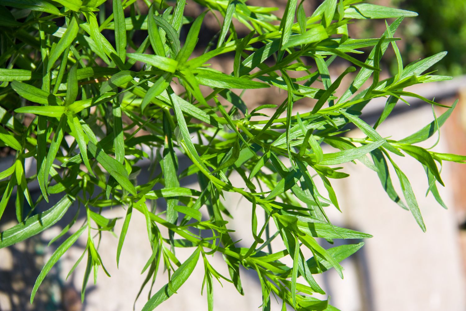 Estragon pflegen: Schneiden, überwintern & Co - Plantura