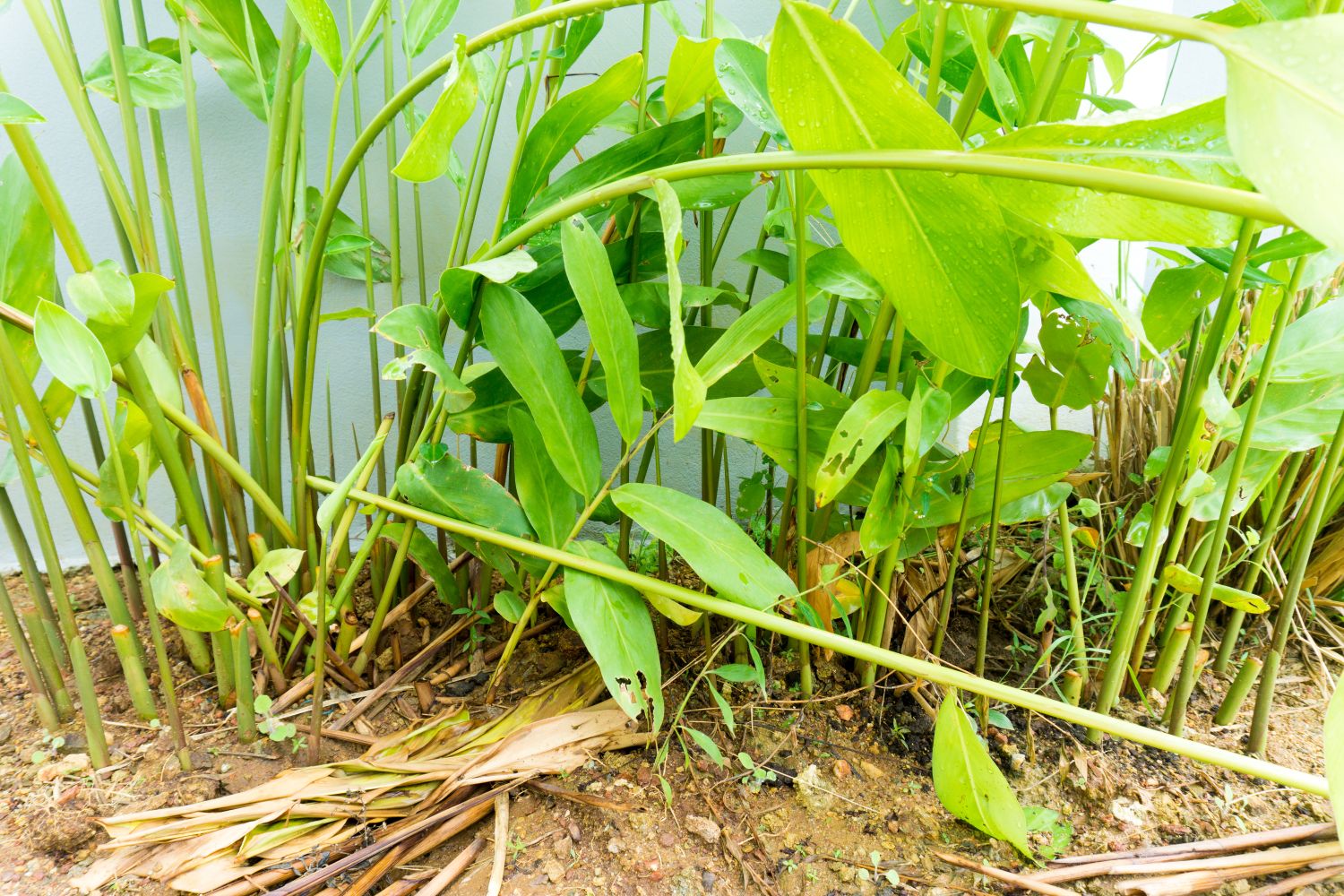 Galgant: Anpflanzen, Wirkung & Verwendung - Plantura