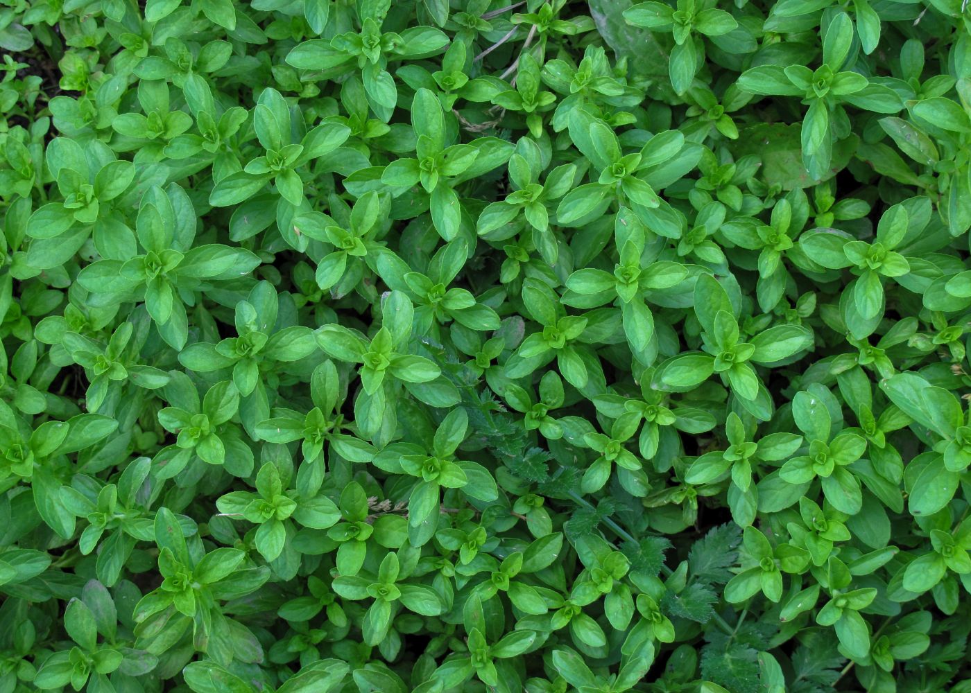 Minze: Steckbrief, Überwintern & Vermehrung - Plantura