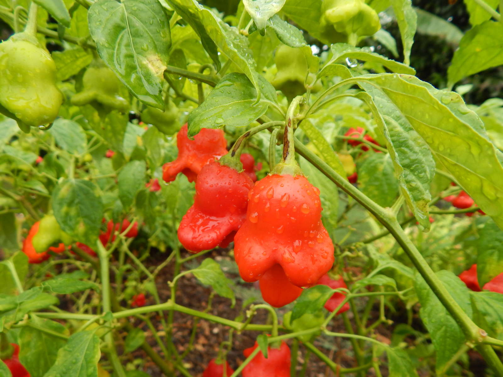 Chilisorten im Überblick: milde & feurig-scharfe Sorten - Plantura