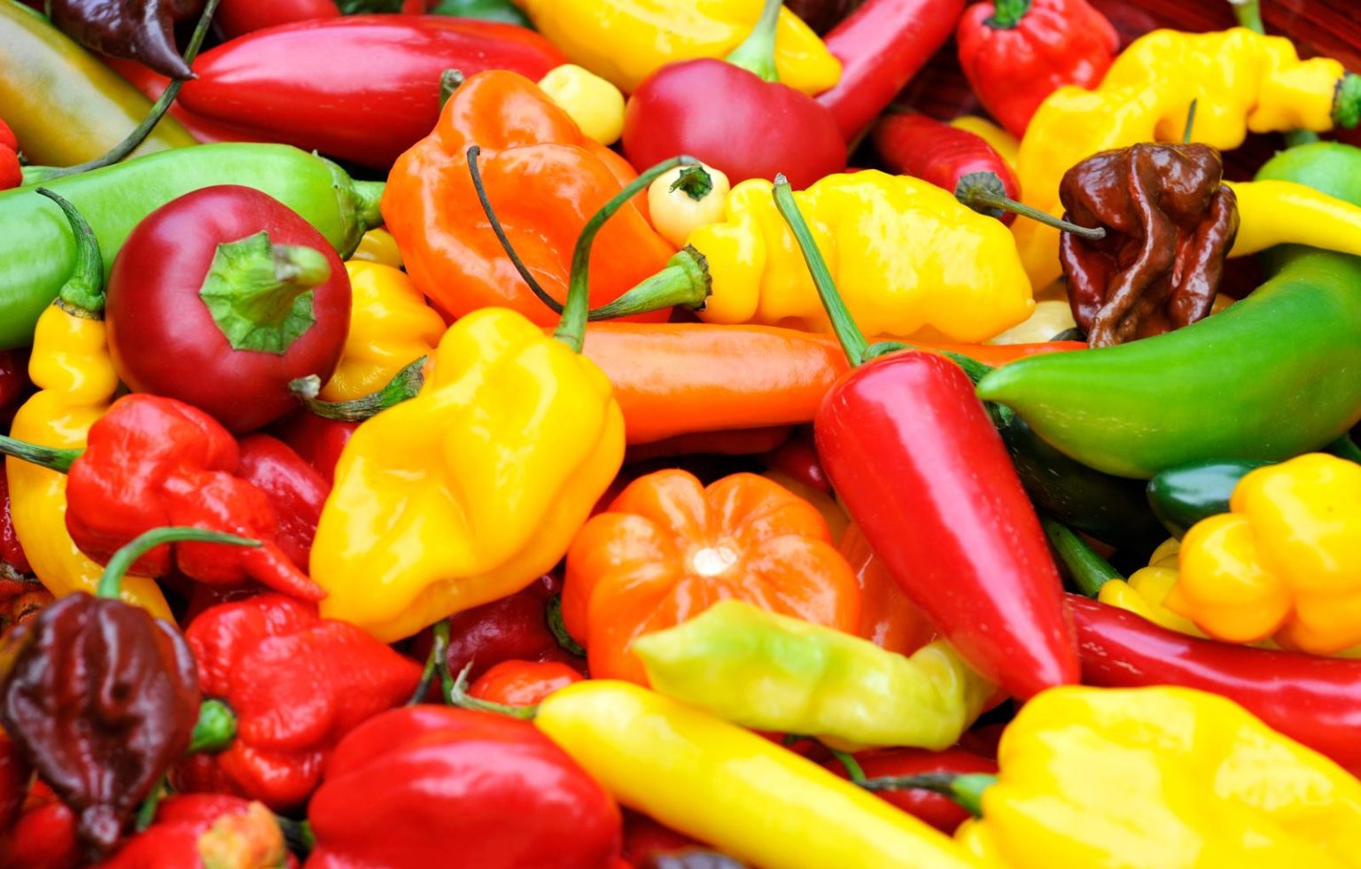 Chilisorten: Die besten scharfen & milden Chilis - Plantura