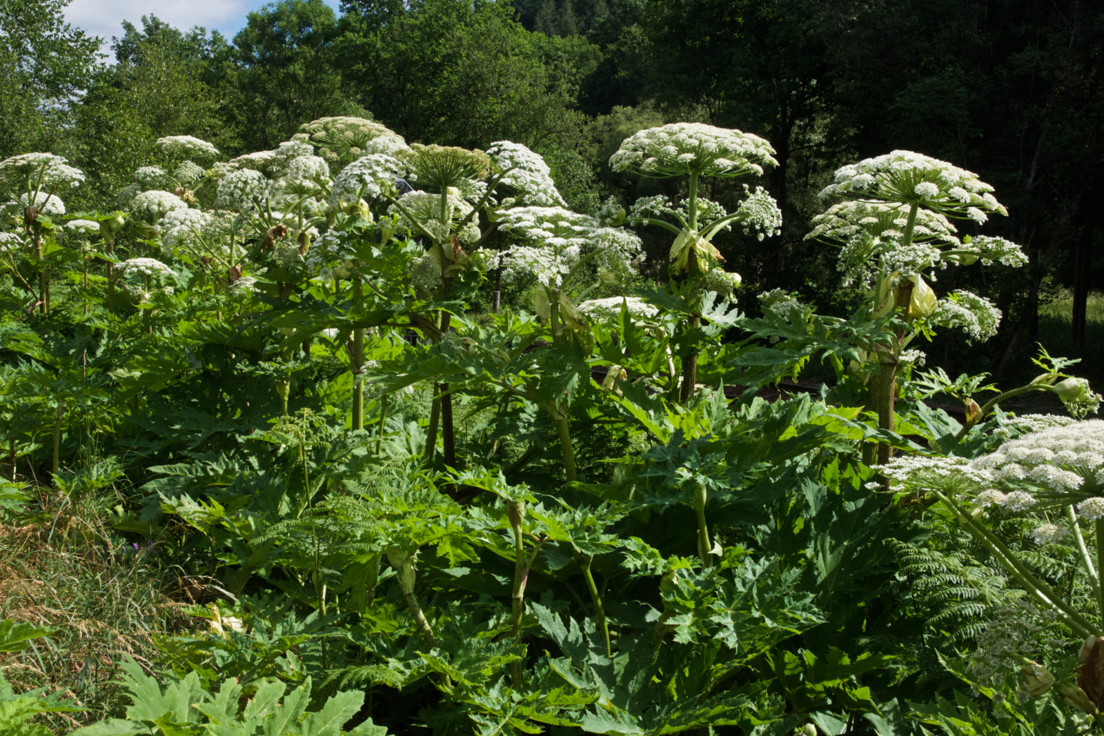 Invasive Arten & Neobiota: Definition und Beispiele für Deutschland ...
