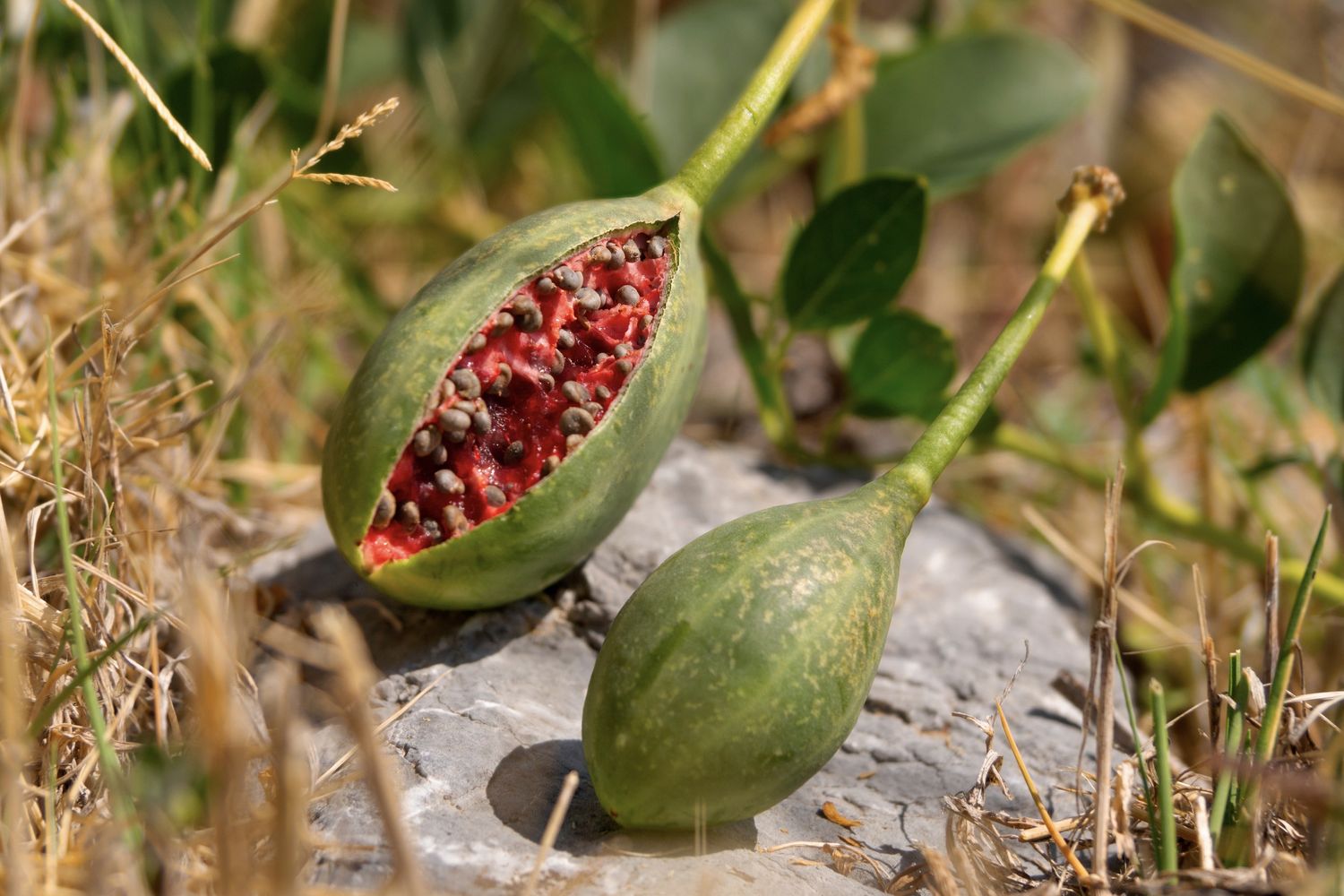 Kapernstrauch: Pflanzen, pflegen & ernten - Plantura