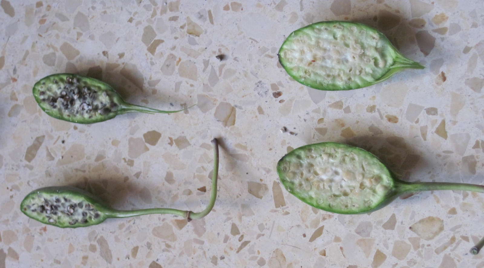 Kapernstrauch: Pikante Kapern aus dem Garten - Plantura