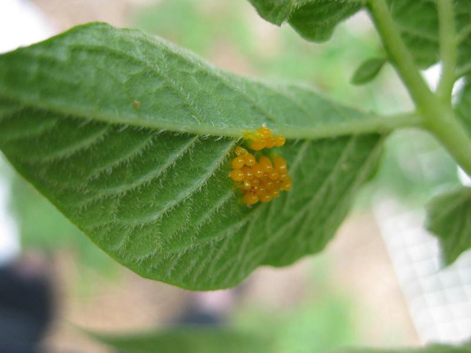 Kartoffelkafer Bekampfen Spritzmittel