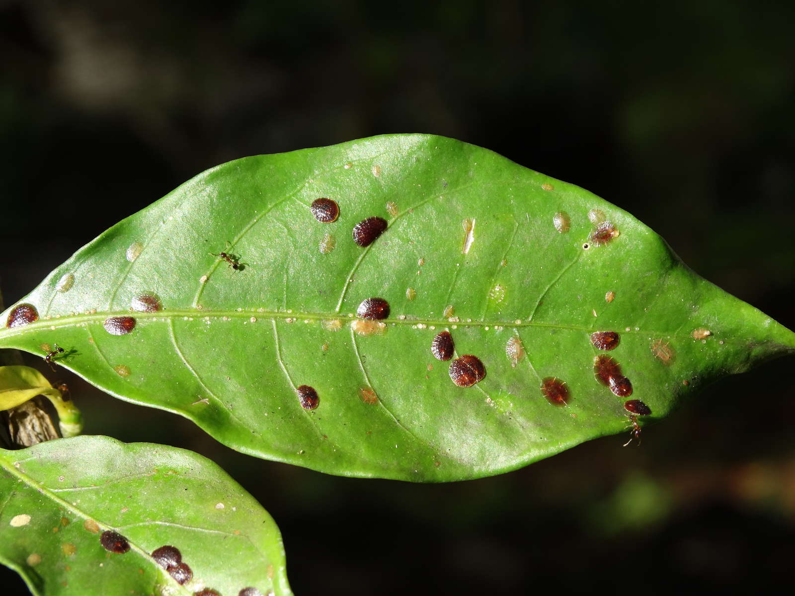 Schildläuse: Erkennen, vorbeugen & bekämpfen - Plantura