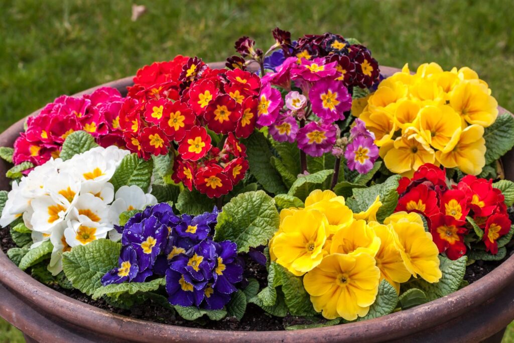 Primeln anbauen: Pflanzzeit und Pflege - Plantura