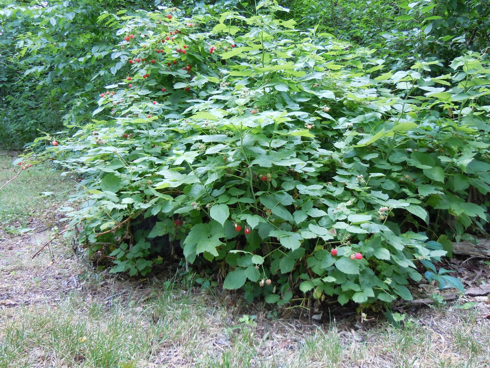Himbeeren richtig schneiden: Anleitung vom Experten - Plantura